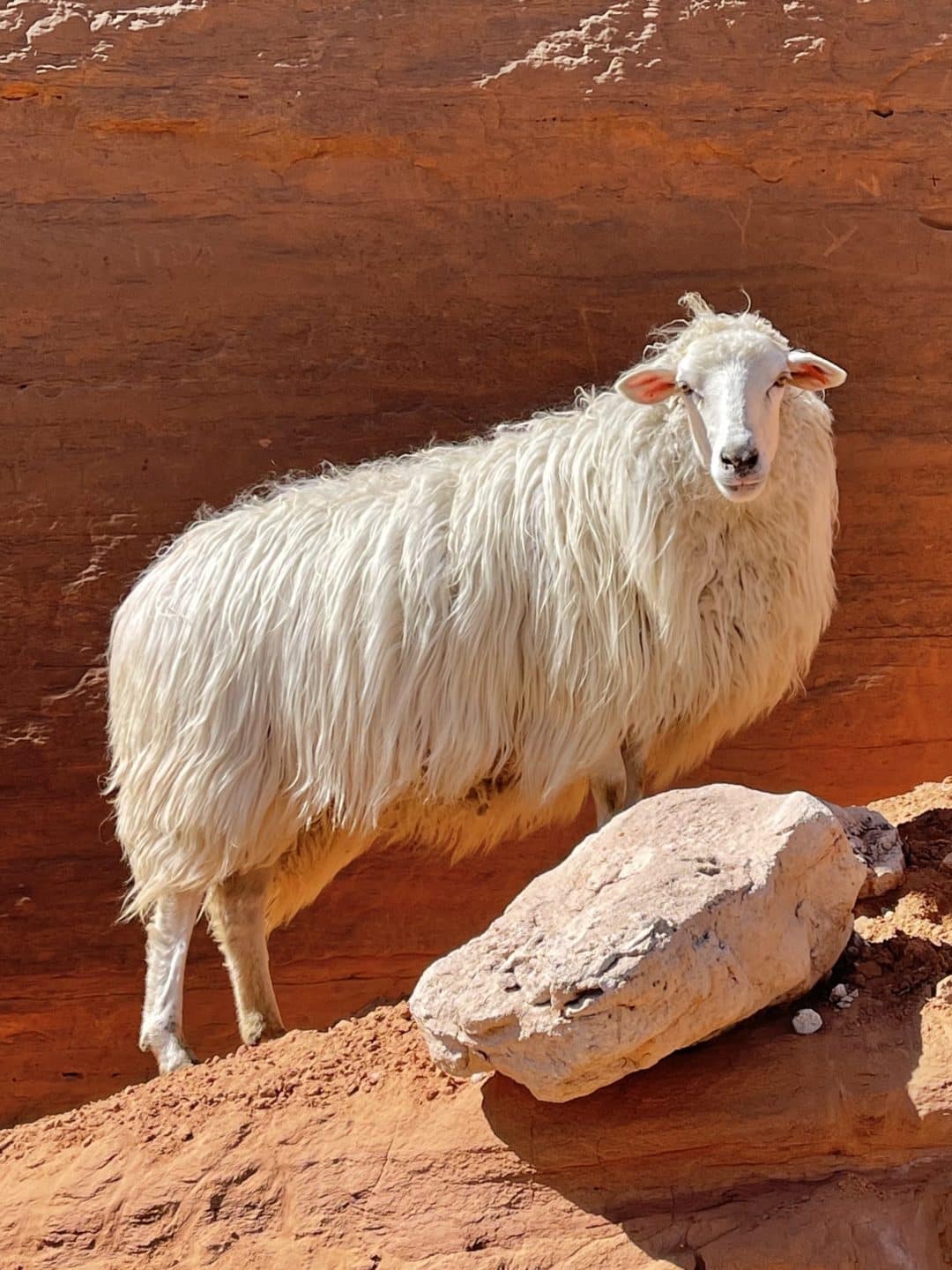 The Rainbow People and The First Sheep - American Wool